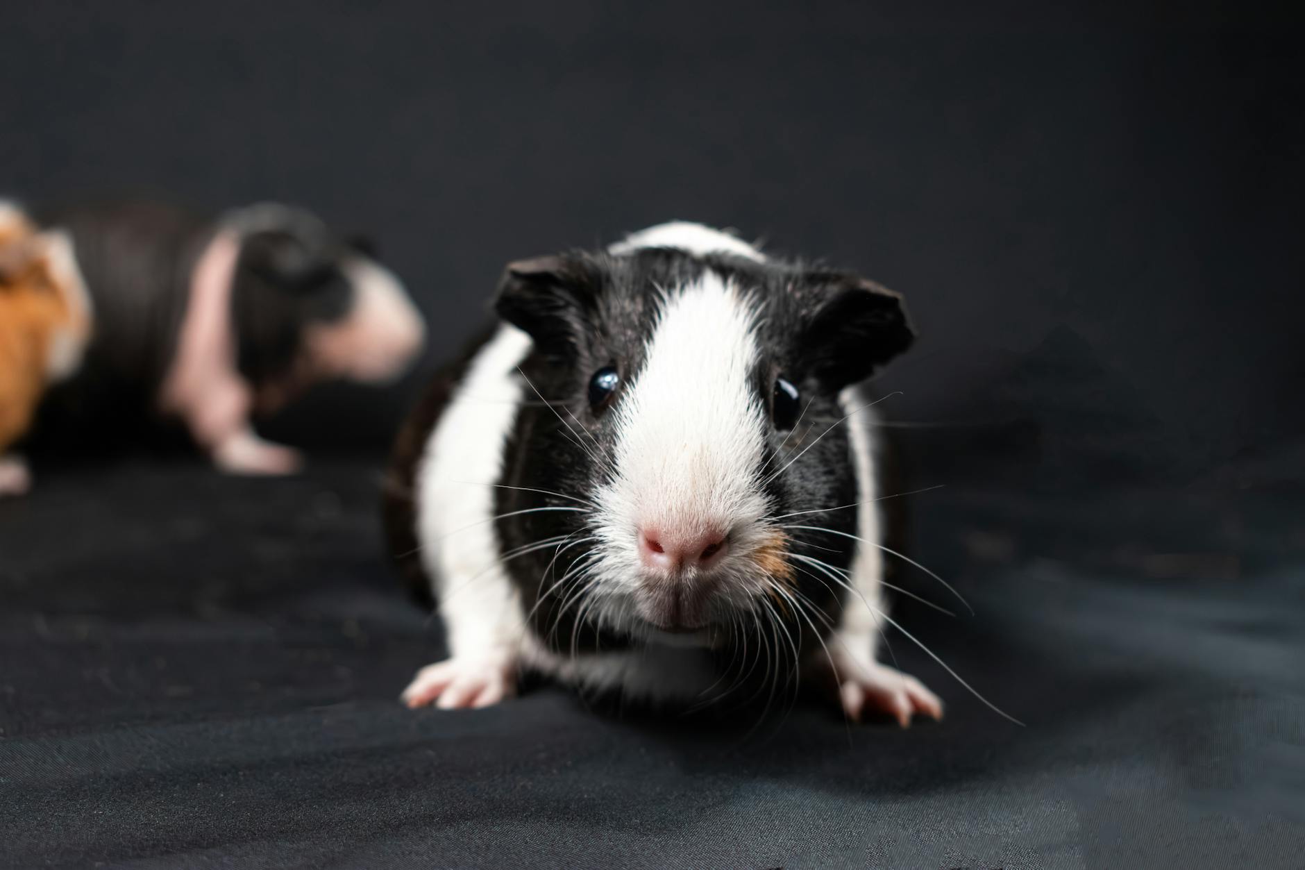 Small & Pocket Pets — The Culture Atlas